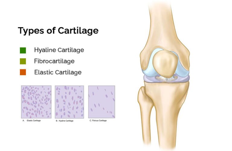 Exploring the Role of Immune Cells in Detecting and Repairing ...